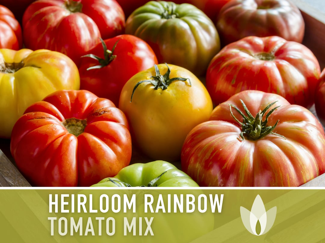Heirloom Rainbow Blend Tomato Seeds - Heirloom Tomato Mix, Indeterminate, Mixed Tomatoes, Open ...