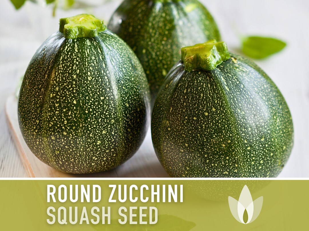 Round Zucchini Summer Squash Heirloom Seeds - Perfect for Stuffing ...