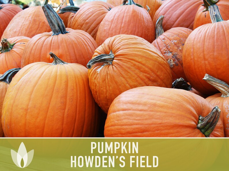 Howden's Field Pumpkin Heirloom Seeds Jack-o-lantern - Etsy