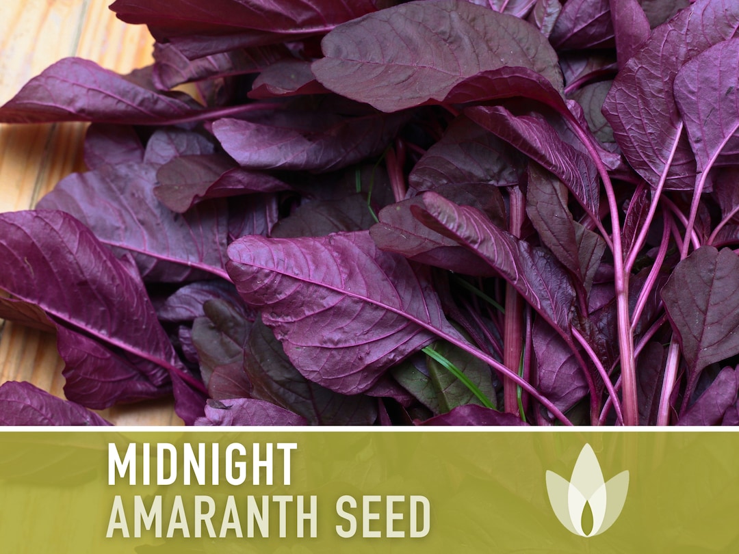 Midnight Red Amaranth Seeds - Heirloom Seeds, Salad Greens, Grain, Cut ...
