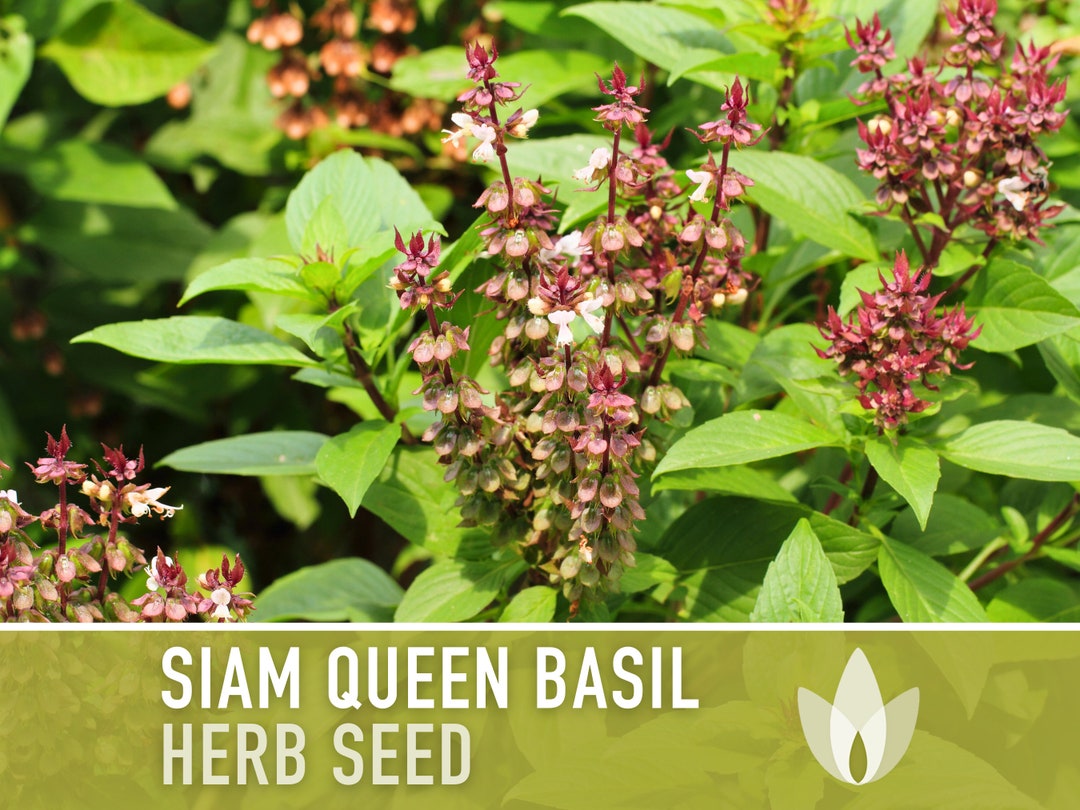 Siam Queen Basil Seeds - Thai Basil, Heirloom Seeds, Medicinal Herb, Aromatherapy, Culinary Herb ...