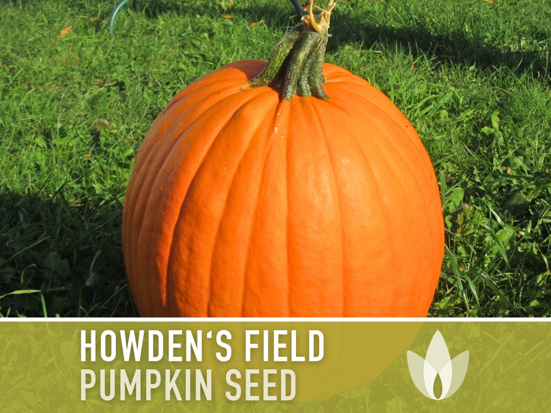 Howden's Field Pumpkin Heirloom Seeds - Jack-o-lantern Pumpkin Seeds ...