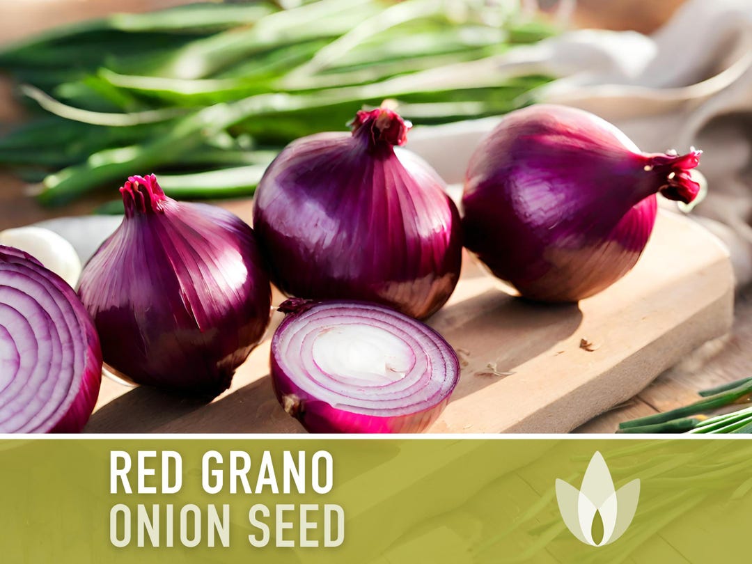 Red Grano Onion Seeds - Heirloom Seeds, Root Vegetables, Fall Garden ...