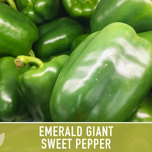 Emerald Giant Sweet Pepper Heirloom Seeds - Bell Pepper, Stuffed ...