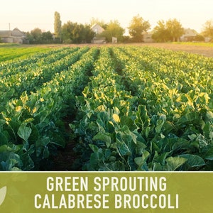 Green Sprouting Calabrese Broccoli Seeds - Heirloom, Organic, Non-gmo ...