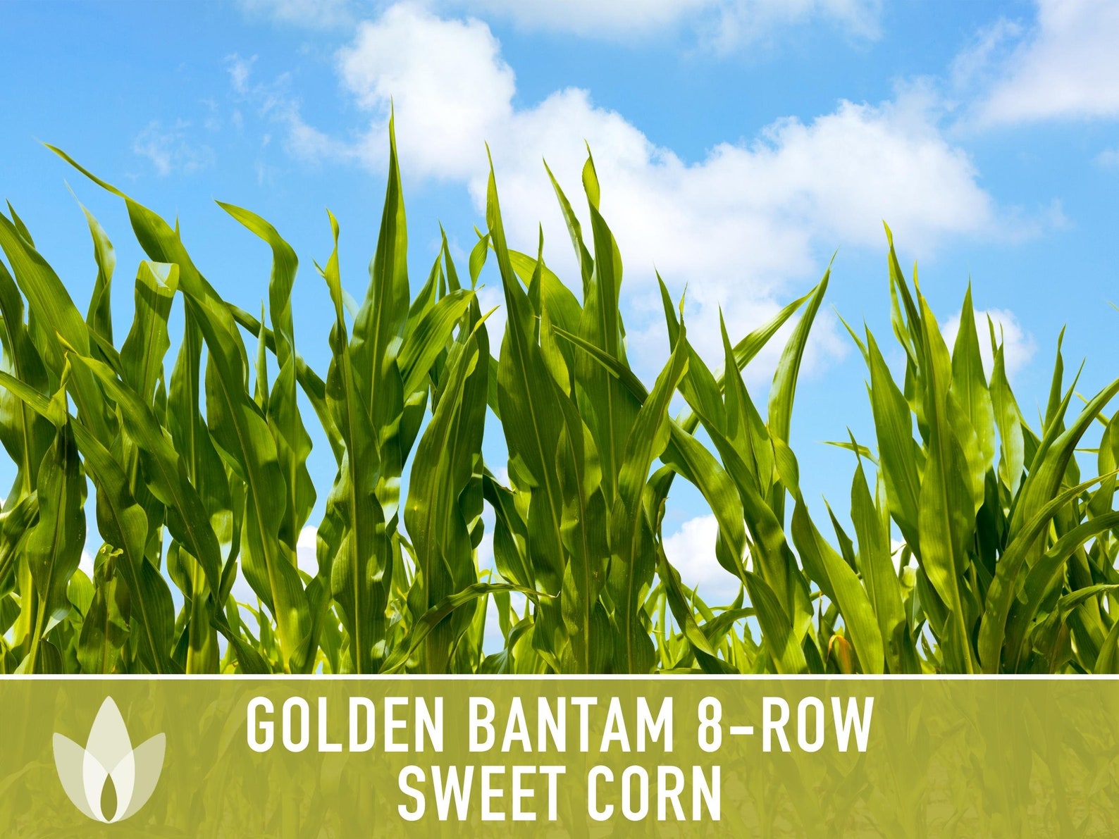 Golden Bantam 8-row Sweet Corn Heirloom Seeds - Etsy