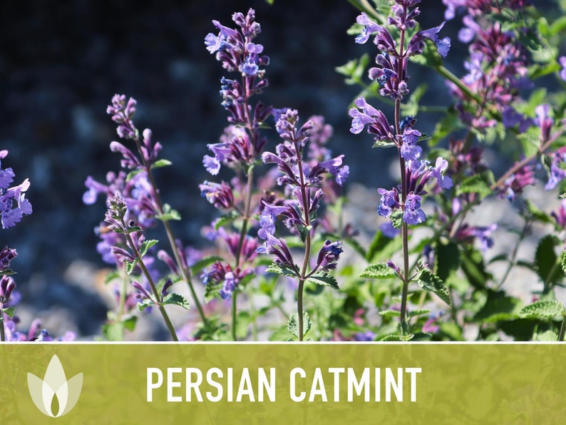 Persian Catmint Herb Seeds – Non-gmo, Open Pollinated - Etsy