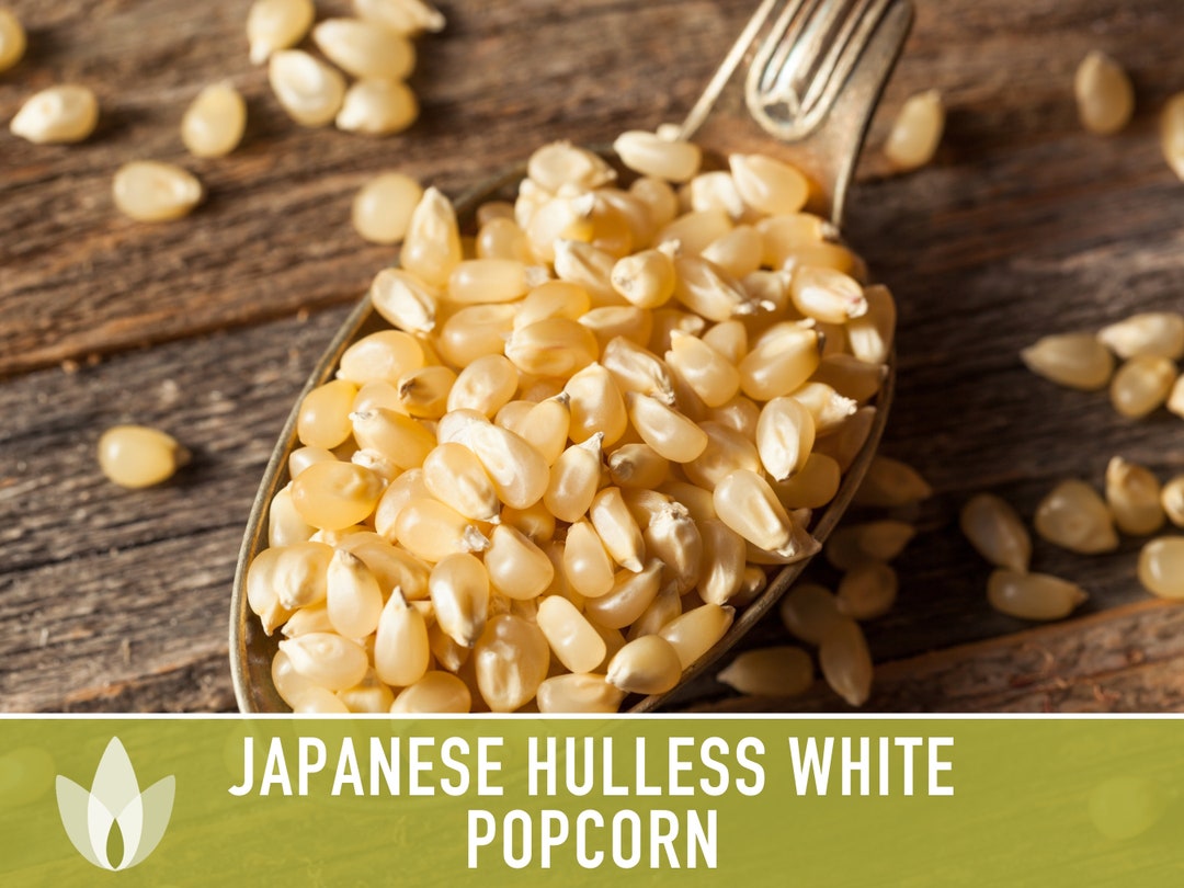 Japanese Hulless Popcorn Seeds Heirloom Seeds Heirloom - Etsy