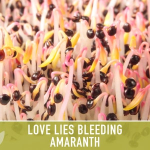 Love Lies Bleeding Amaranth Heirloom Seeds - Etsy