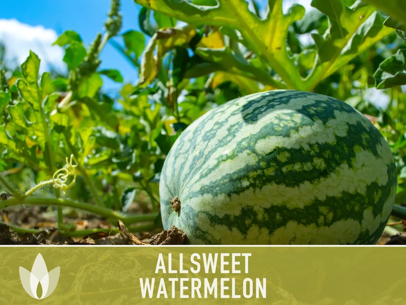 Allsweet Watermelon Heirloom Seeds - Non-gmo, Open Pollinated ...