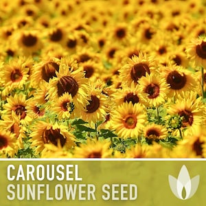 Carousel Sunflower Seeds - Heirloom Seeds, Compact Sunflower ...