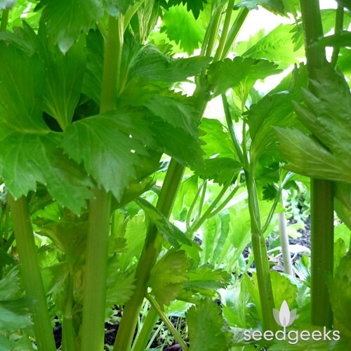 Tall Utah Celery Heirloom Seeds - Etsy