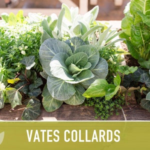 Vates Collards Heirloom Seeds - Etsy