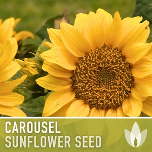 Carousel Sunflower Seeds - Heirloom Seeds, Compact Sunflower ...