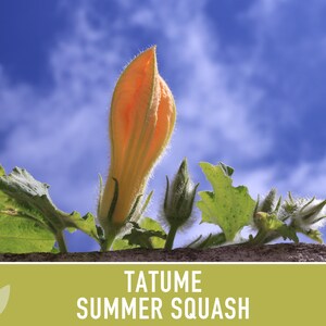 Tatume Summer Squash Seeds - Heirloom, Tatuma, Calabacita, Drought ...