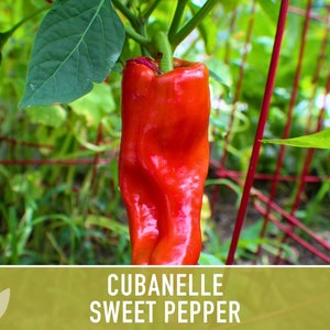 Cubanelle Sweet Pepper Seeds - Heirloom Seeds, Cuban Pepper, Italian ...