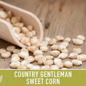 Country Gentleman Sweet Corn Heirloom Seeds - Shoepeg Corn, Home Garden ...
