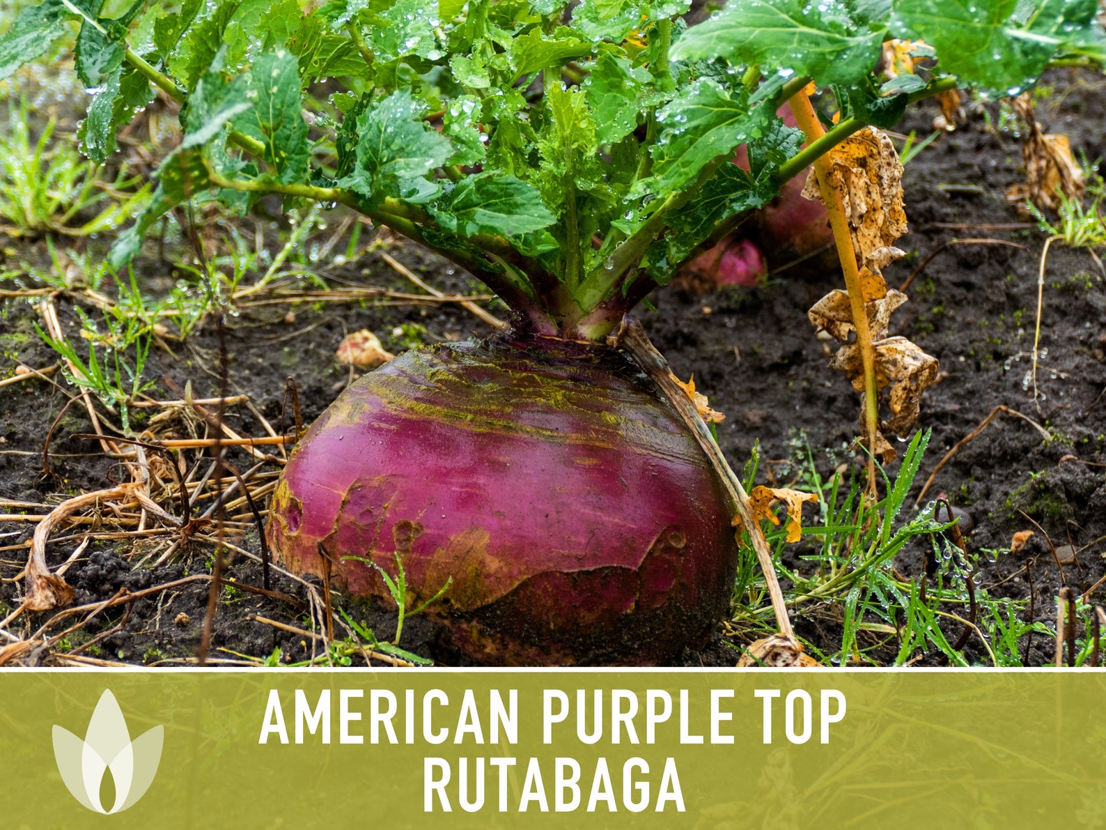 American Purple Top Rutabaga Heirloom Seeds - Root Vegetables, Fall ...