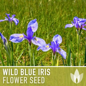 Wild Blue Iris Flower Seeds - Heirloom Seeds, Missouri Native Flower ...
