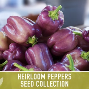 Heirloom Pepper Seed Collection - 10 Delicious Hot & Sweet Heirloom ...