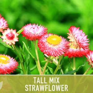 Strawflower, Tall Mix Heirloom Seeds - Flower Seeds, Cut Flower, Dried ...
