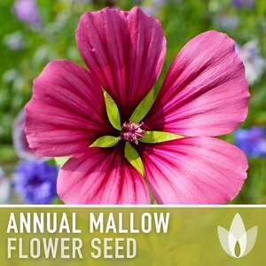 Annual Mallow, Mix - 25 Seeds - Heirloom Flower Seeds, Pink, White ...