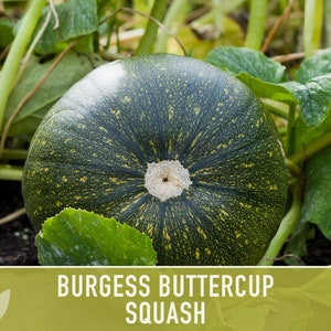 Burgess Buttercup Winter Squash Seeds - Non-gmo Heirloom - Etsy