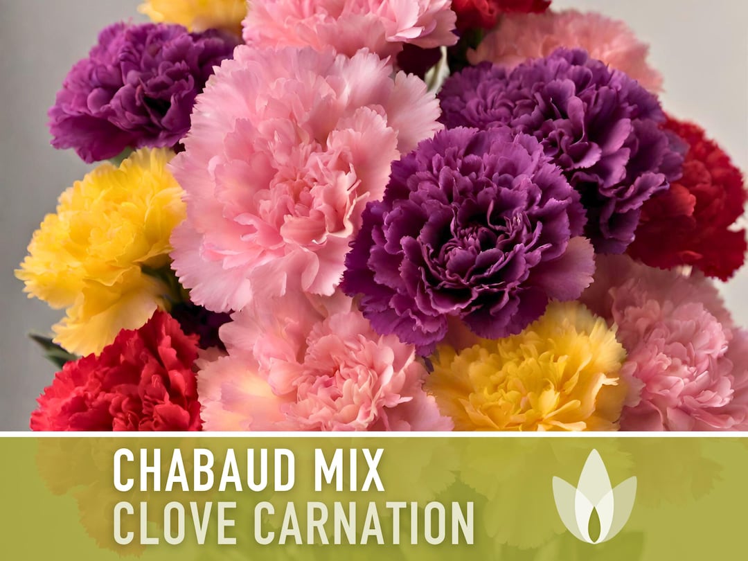 Carnation, Clove Chabaud Mix Flower Seeds - Heirloom Seeds, Cut Flower ...