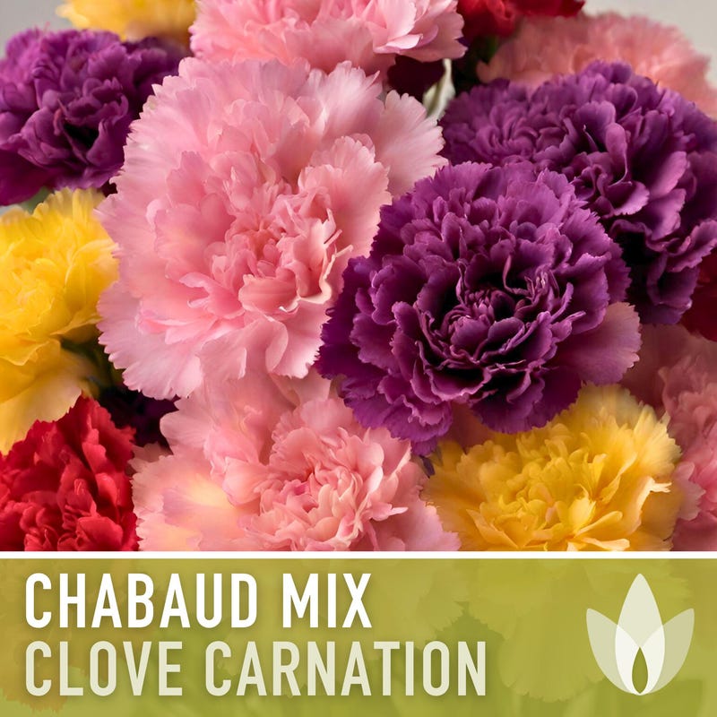 Mini Carnation Seed - Etsy