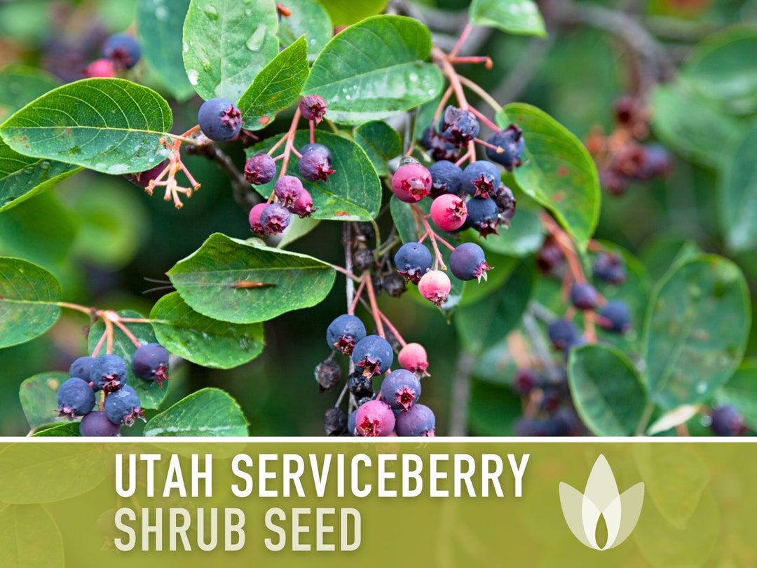 Utah Serviceberry - 10 Seeds - Heirloom Shrub Seeds, Purple Berries ...