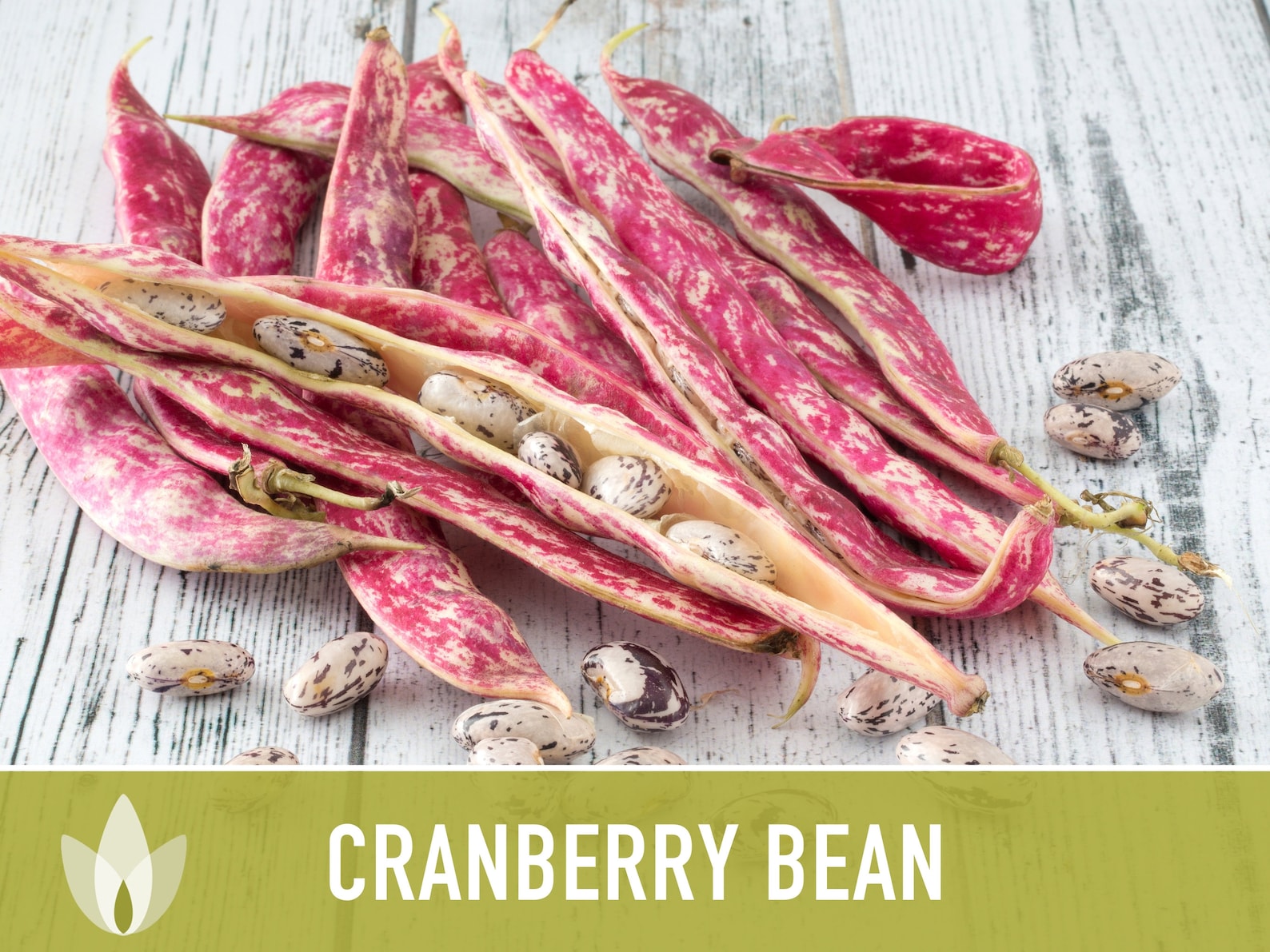 Cranberry Bean Seeds - Heirloom Seeds, Bush Bean, Shelling Bean, Open ...