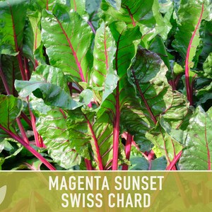 Magenta Sunset Swiss Chard Seeds - Heirloom Seeds, High Yield, Edible ...