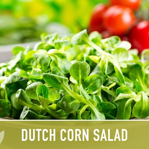 Corn Salad, Dutch, Mache Heirloom Seeds - Fresh Salad, Hardy Annual ...