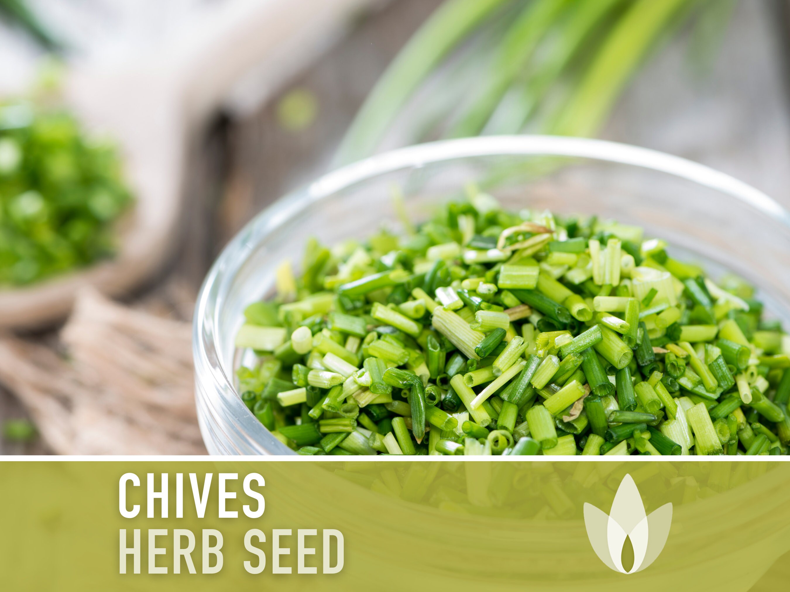 Chives Heirloom Herb Seeds - Etsy