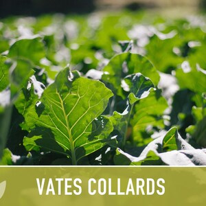 Vates Collards Heirloom Seeds - Collard Greens, Early, Short Season ...