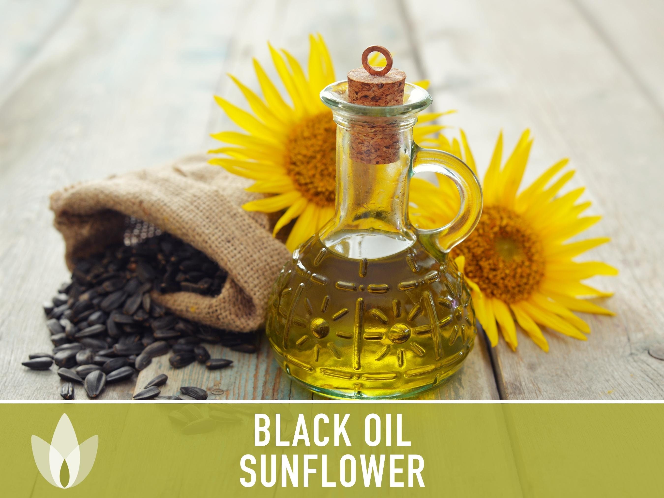 Sale Oil Sunflower Seeds