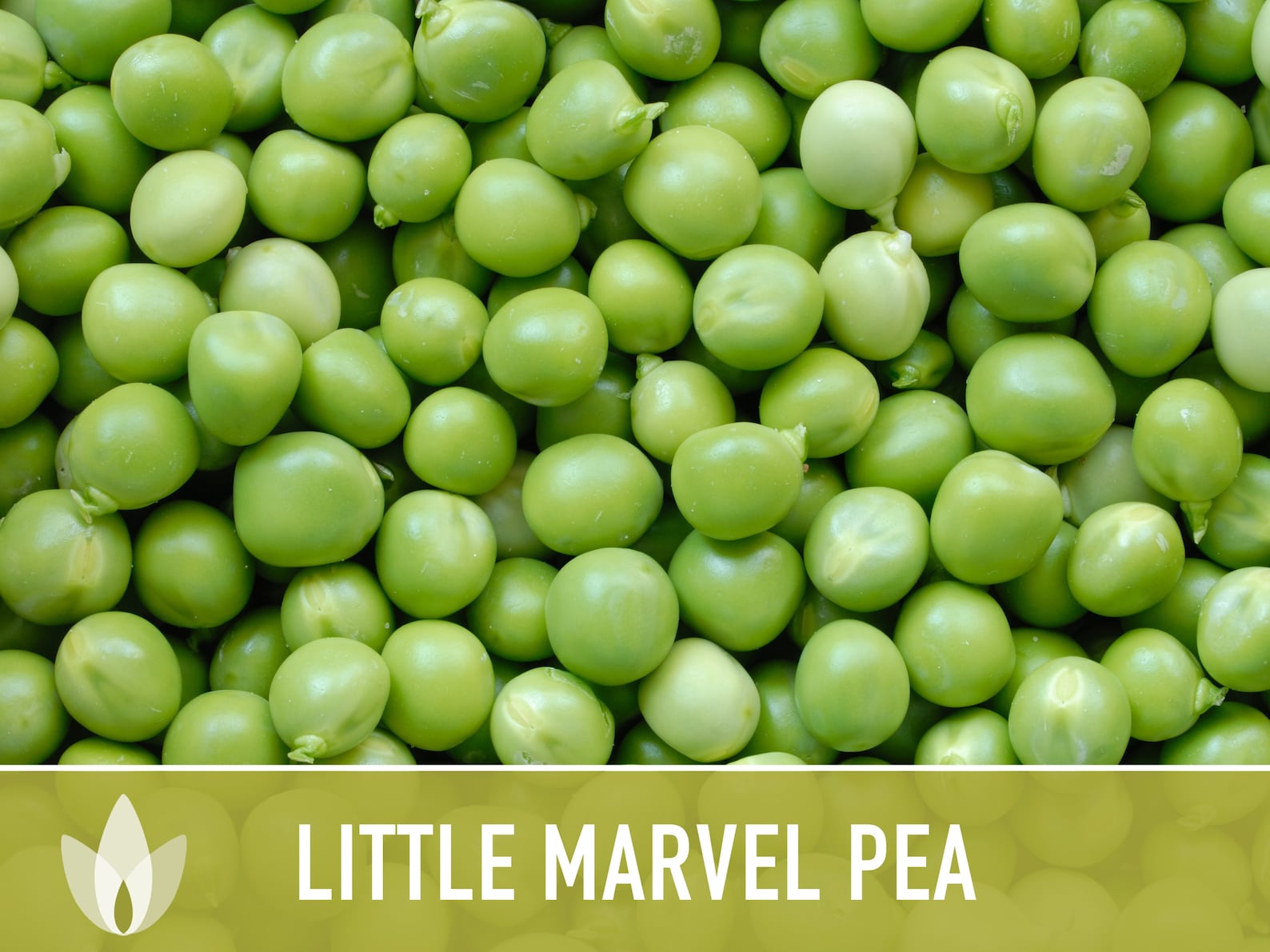 Little Marvel Garden Pea Heirloom Seeds - Etsy
