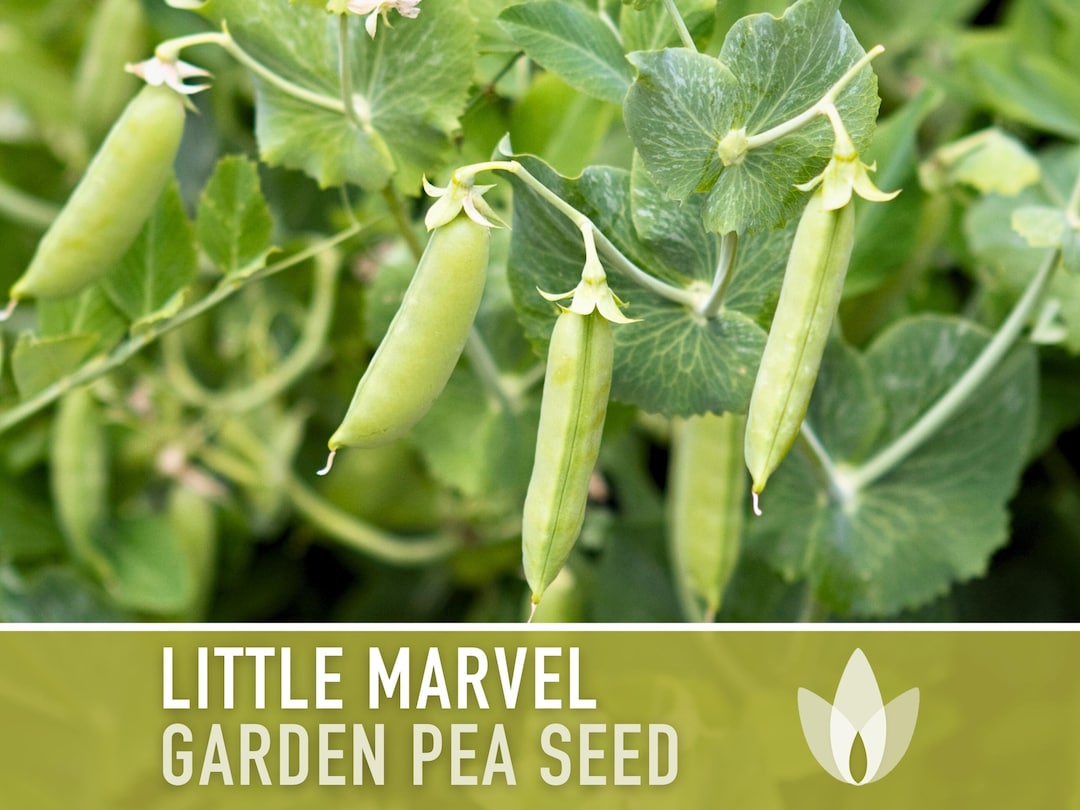 Little Marvel Garden Pea Seeds - Heirloom Seeds, Container Garden, Cold ...