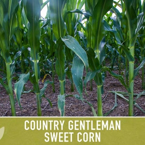 Country Gentleman Sweet Corn Heirloom Seeds - Shoepeg Corn, Home Garden ...