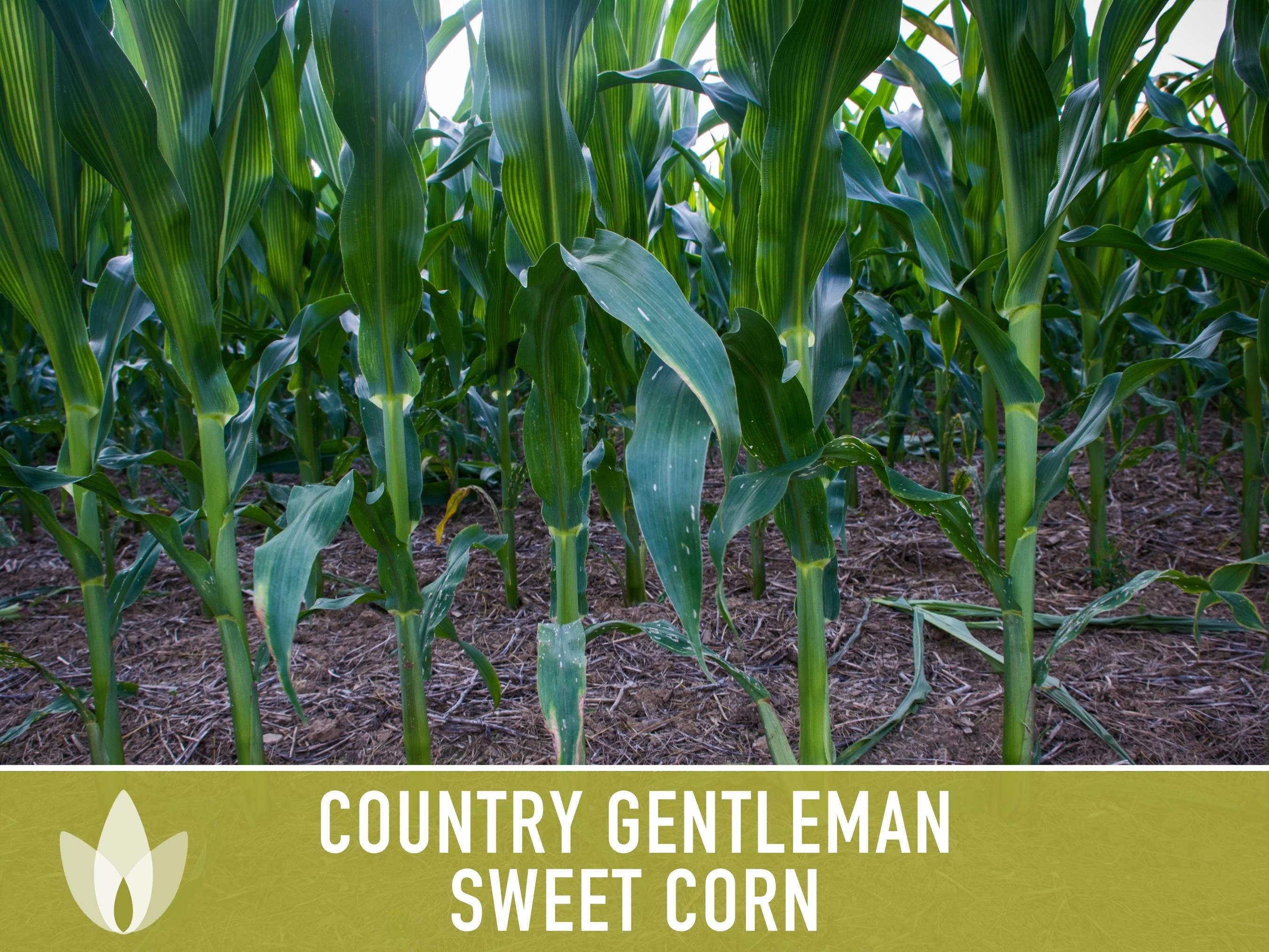 Country Gentleman Sweet Corn Heirloom Seeds - Shoepeg Corn, Home Garden ...