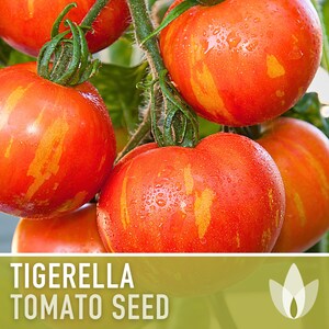 Tigerella Tomato Seeds - Striped Heirloom Variety - Etsy
