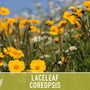 Lanceleaf Coreopsis Flower Seeds - Heirloom, Tickseed Coreopsis, Cut ...