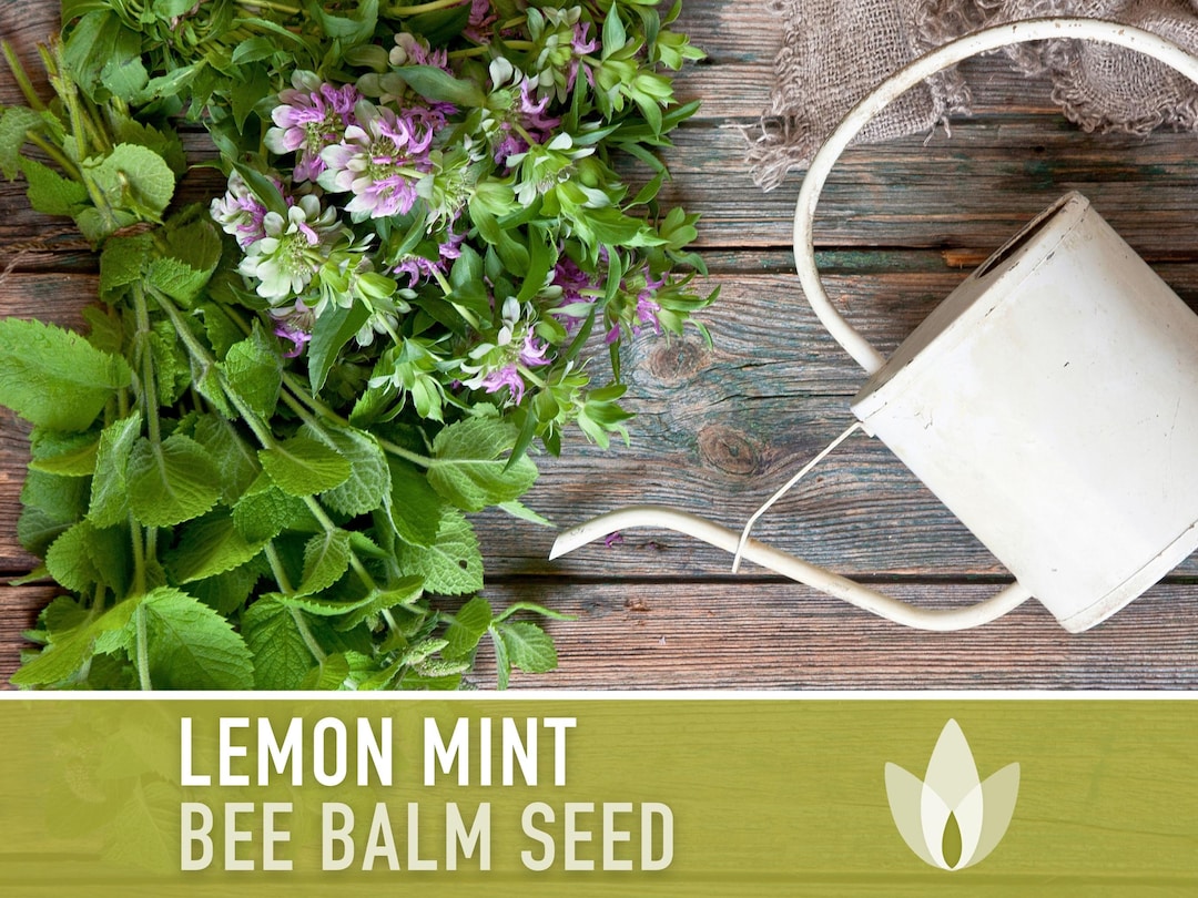 Lemon Mint Bee Balm, Bergamot Herb Heirloom Seeds - Etsy