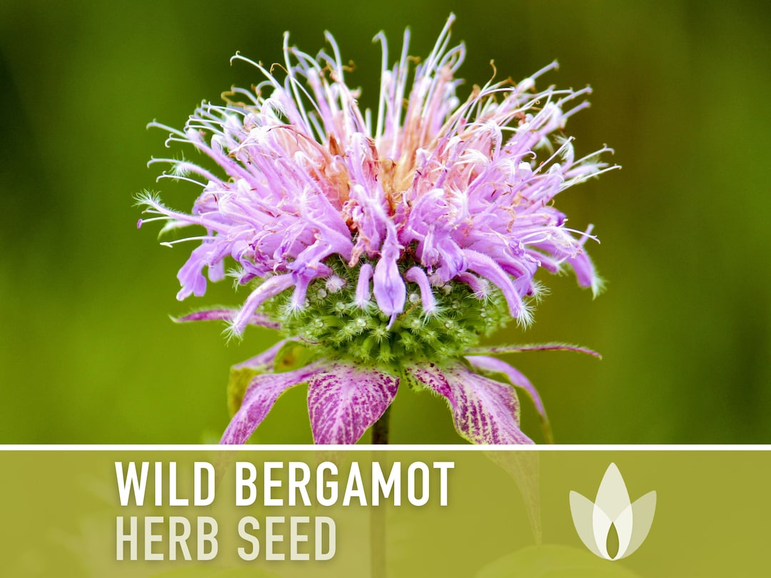 Wild Bergamot Heirloom Herb Seeds - Flower Seeds, Monarda, Bee Balm ...