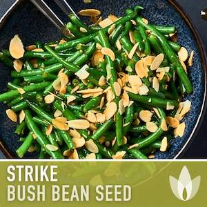Strike Bush Bean Seeds - Heirloom Seeds, Stringless, Reliable, Heavy ...