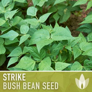 Strike Bush Bean Seeds - Heirloom Seeds, Stringless, Reliable, Heavy ...