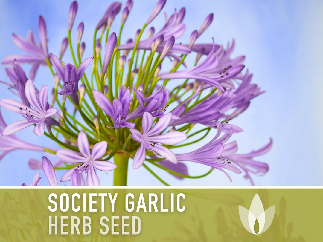 Society Garlic Seeds - Heirloom Seeds, Culinary Herb Seeds, Tulbaghia ...