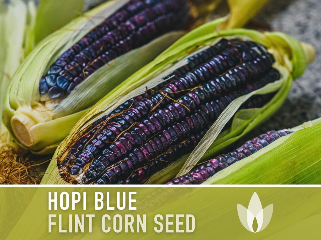Hopi Blue Corn Seeds - Heirloom, Open Pollinated (7g/25+ Seeds) - Etsy