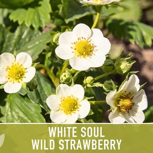 Strawberry Seeds, White Soul - Heirloom Seeds, Wild Strawberry, White ...