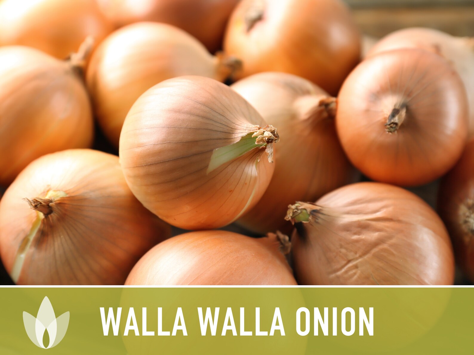 Walla Walla Onion Heirloom Seeds – Sweet, Non-gmo - Etsy